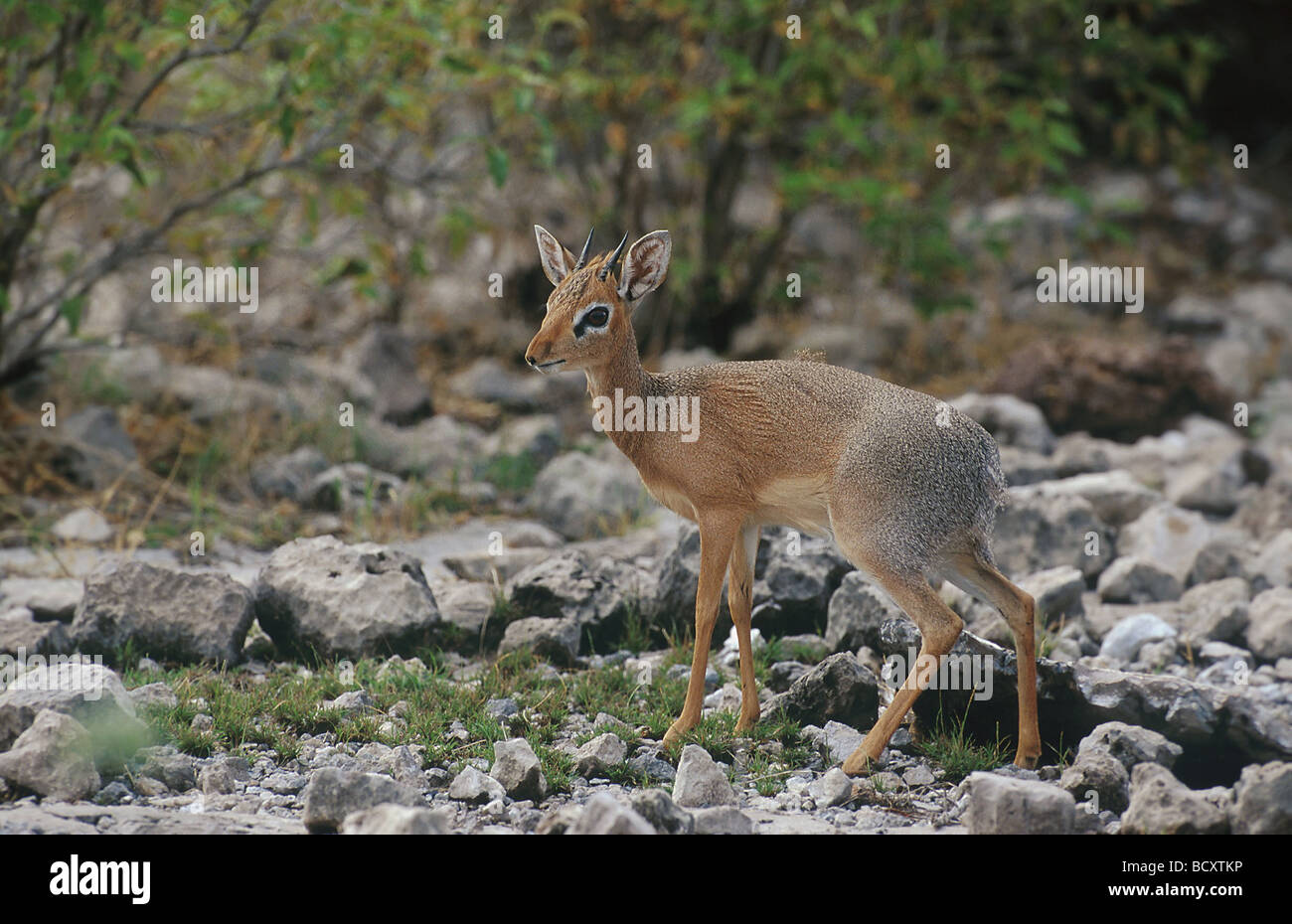 Kirk's Dik-Dik (Madoqua kirkii). Male standing among rocks Stock Photo - Alamy