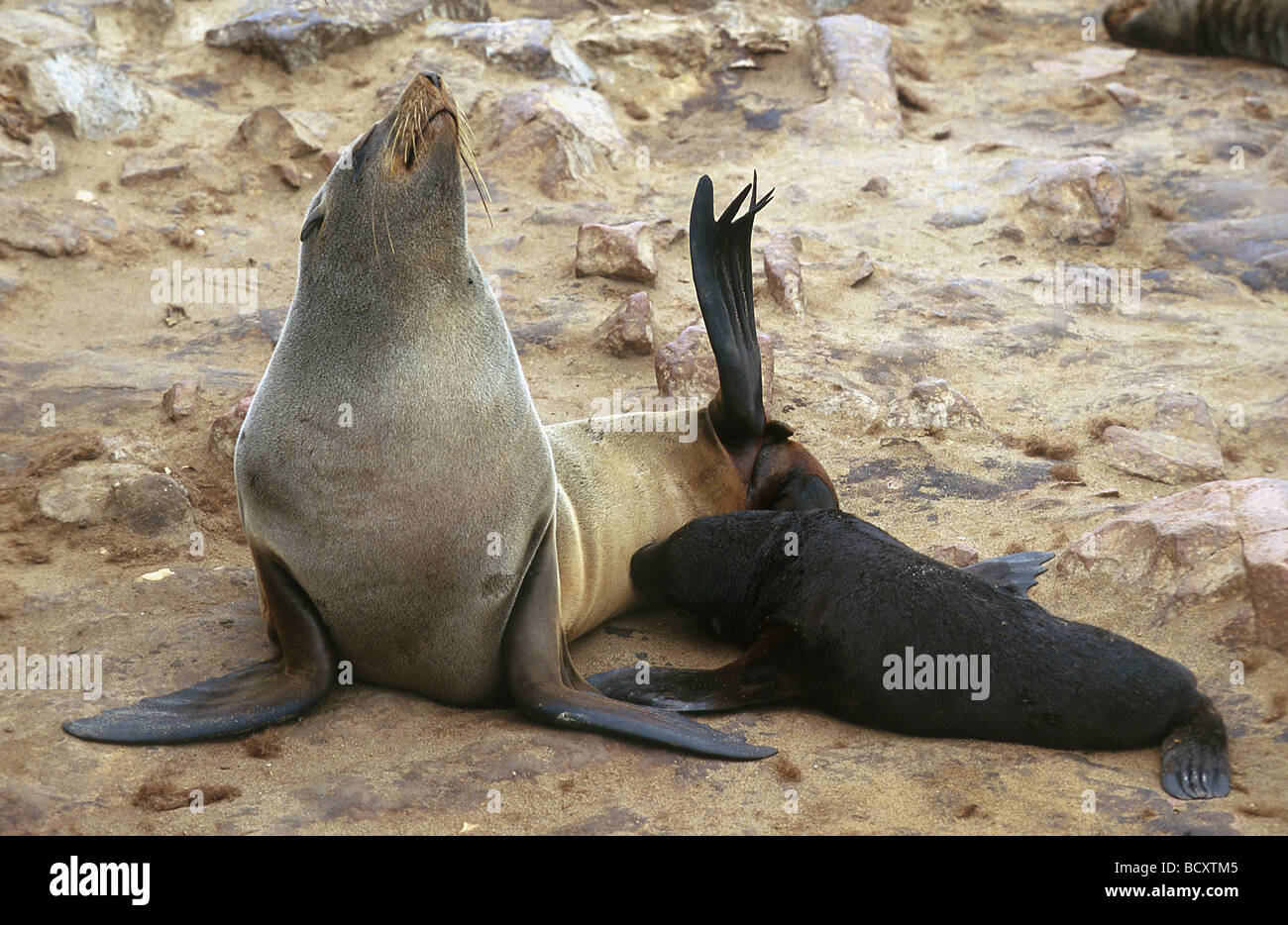 Pinnipedia / marine carnivores Stock Photo - Alamy