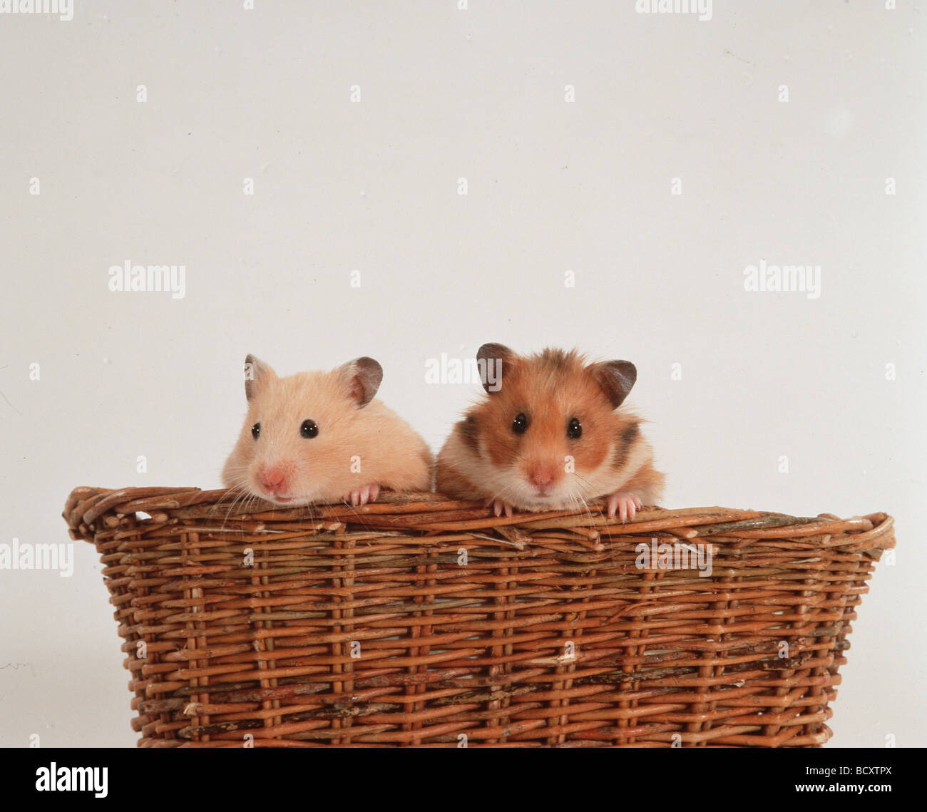 mesocricetus auratus / golden hamster Stock Photo - Alamy