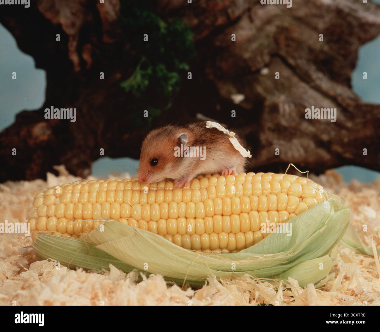 mesocricetus auratus / golden hamster Stock Photo - Alamy