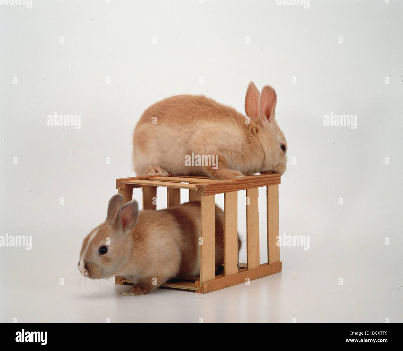 Rabbit hutches hi-res stock photography and images - Alamy