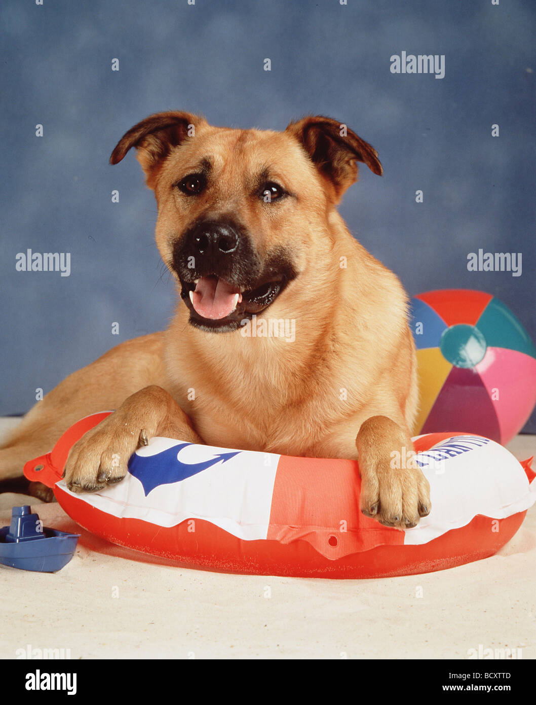 Dog on a beach with ball and rubber ring Stock Photo - Alamy