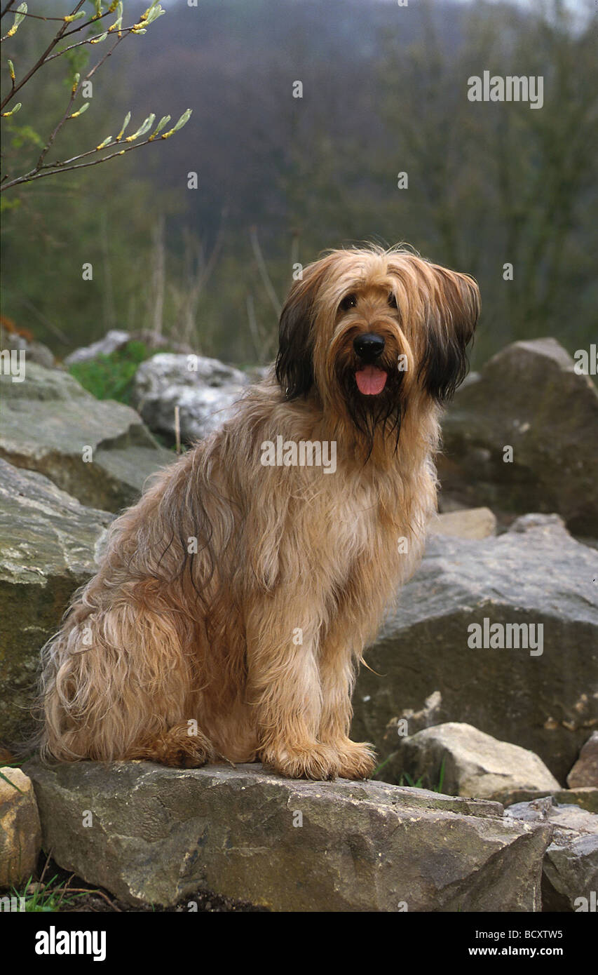 Briard rocks hi-res stock photography and images - Alamy