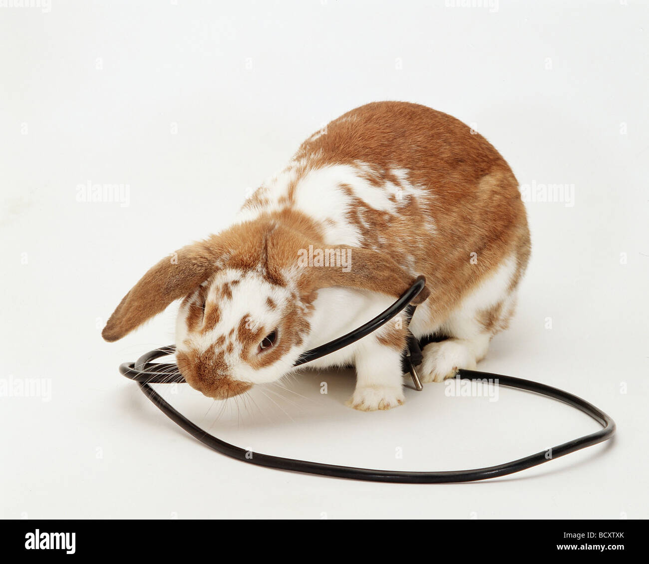 Pygmy Rabbit nibbling on an electric cable Stock Photo - Alamy