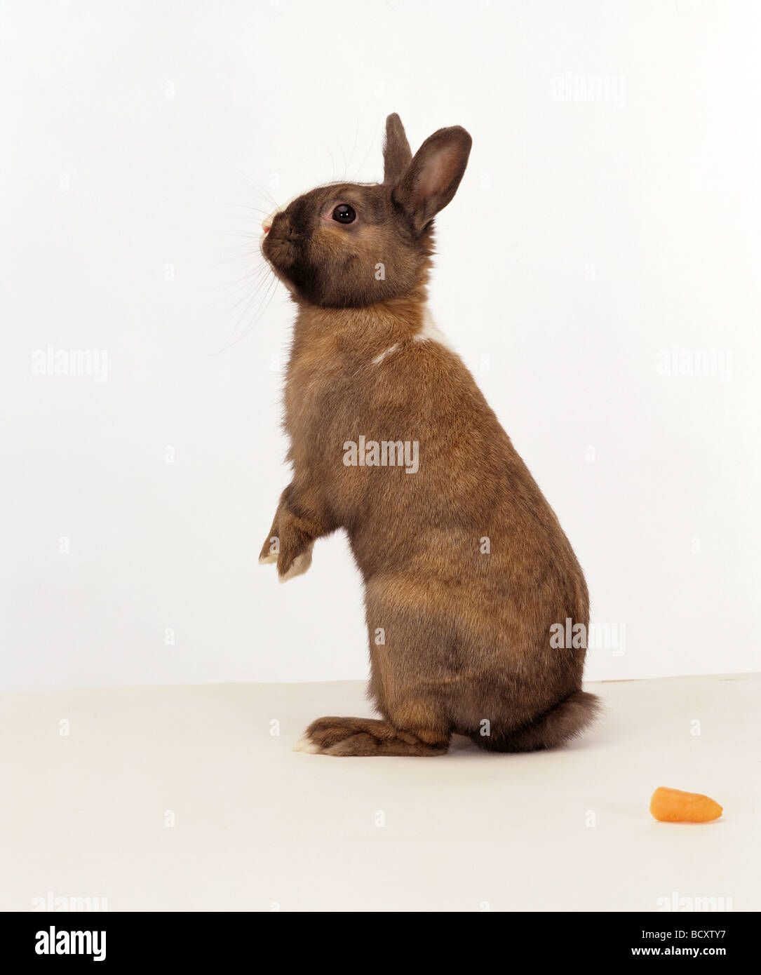 Rabbit foot and cutout hi-res stock photography and images - Alamy