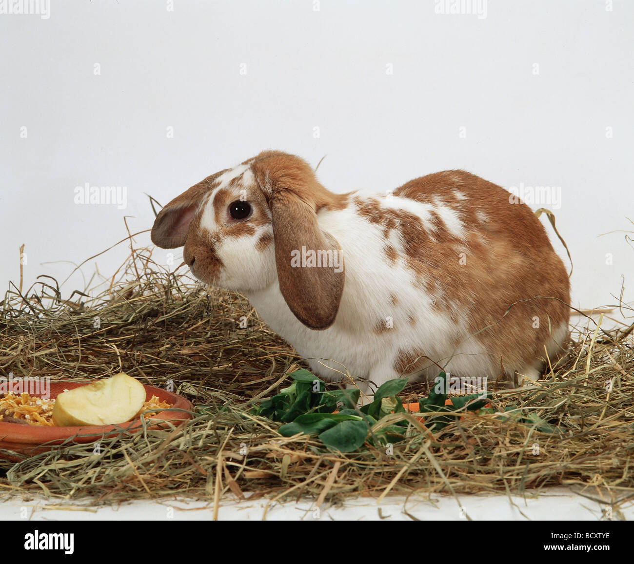 Dwarf rabbit bowl hi-res stock photography and images - Alamy