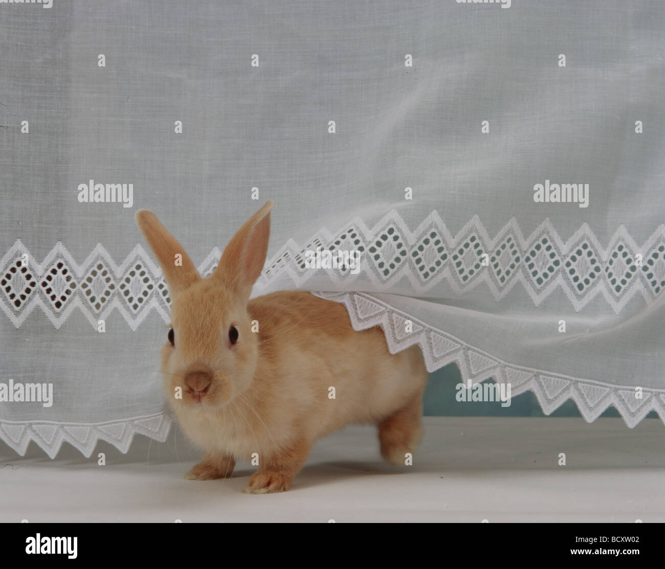 Under the curtain hi-res stock photography and images - Alamy