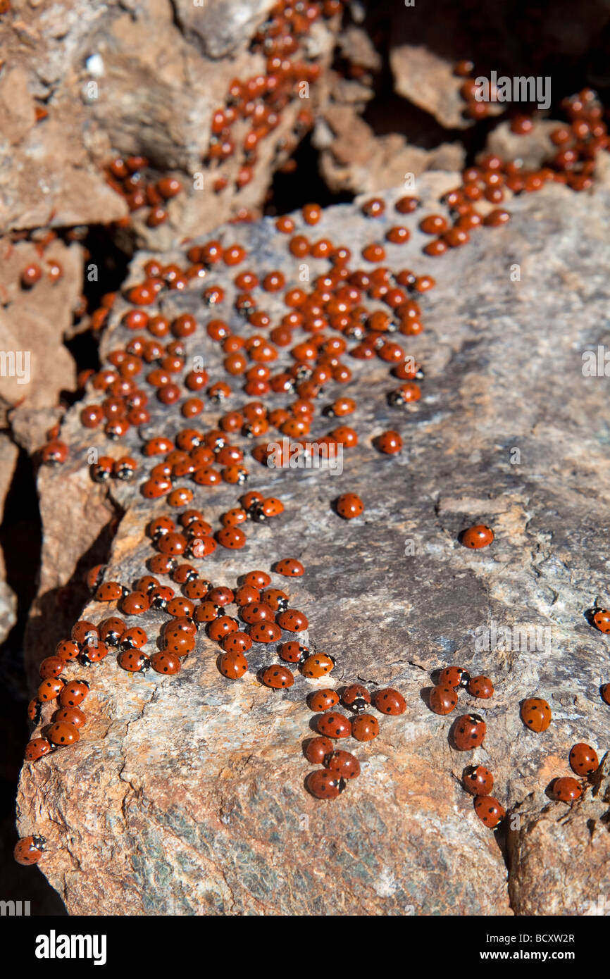 A swarm of Ladybirds (coccinellidae) in Cyprus Stock Photo - Alamy