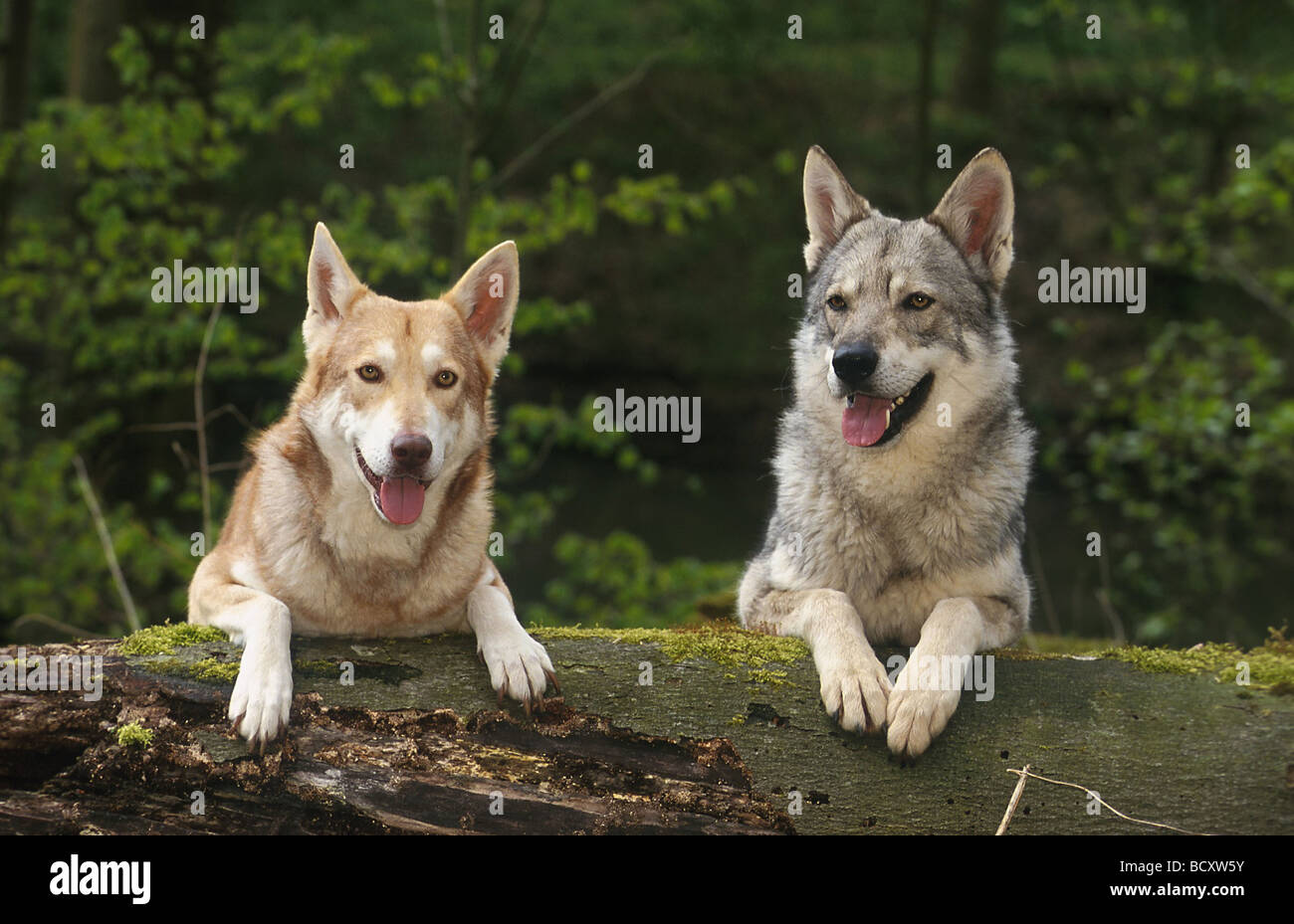 Saarloos Wolfhond
