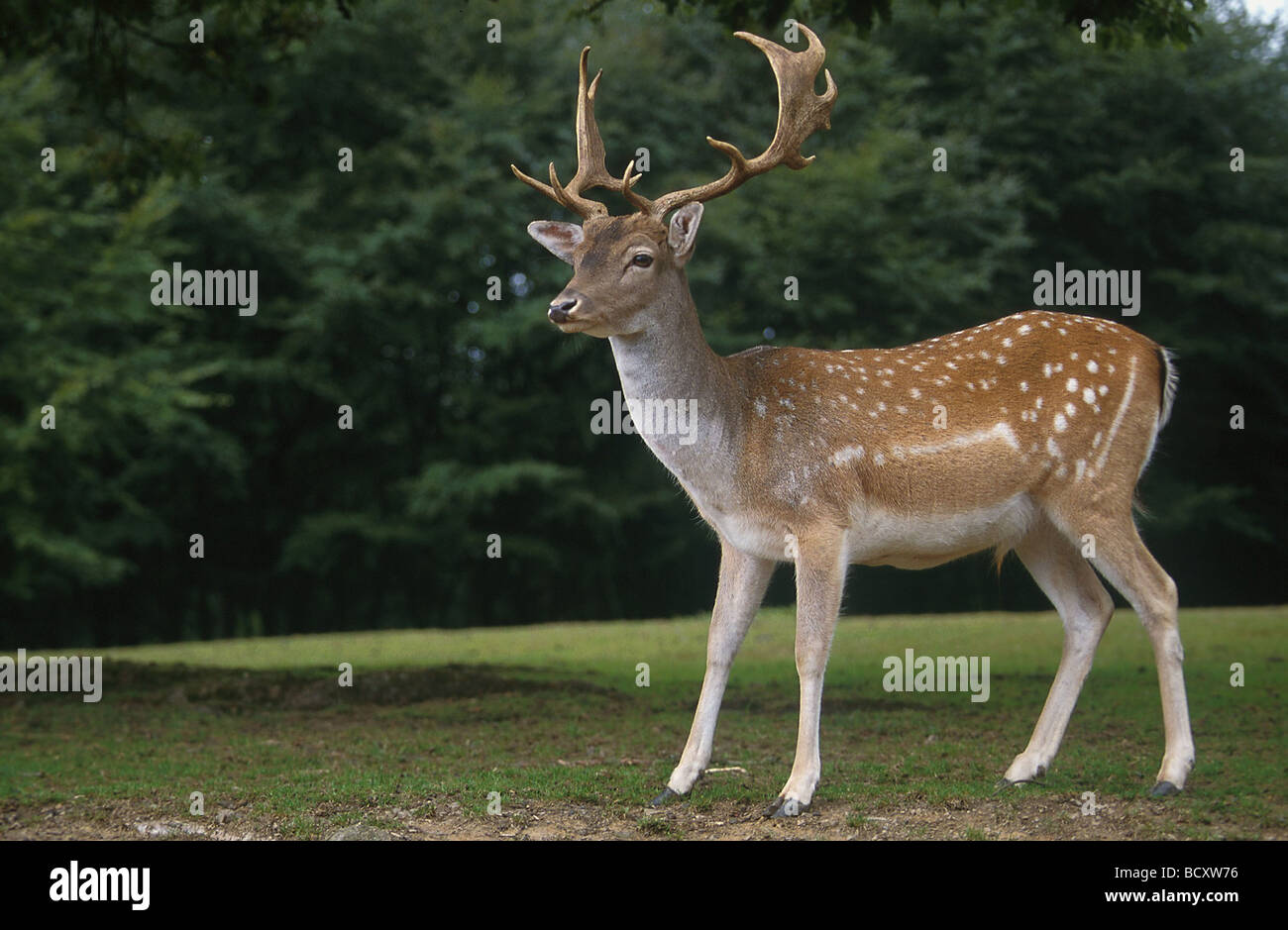 dama cervus / fallow deer - male , standing at the side Stock Photo - Alamy