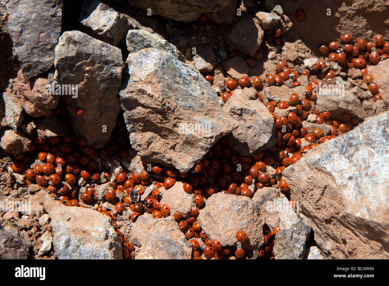 Insects of cyprus hi-res stock photography and images - Alamy