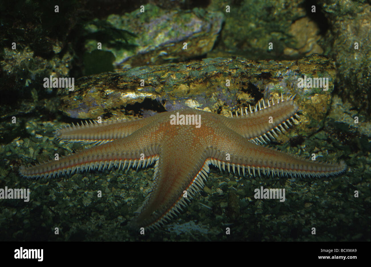 Aurantiacus hi-res stock photography and images - Alamy