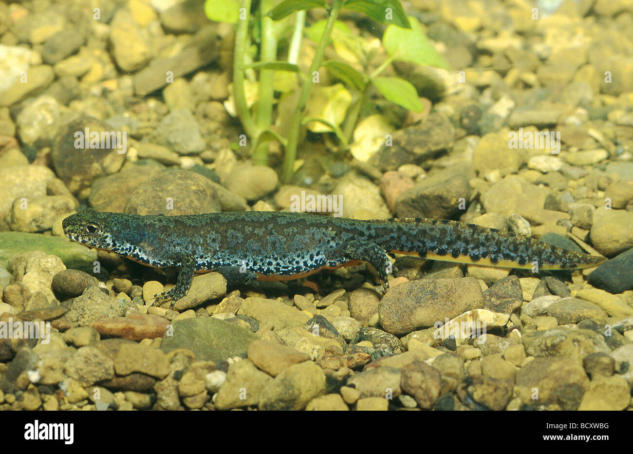 Alpine Newt (Triturus alpestris), female under water Stock Photo - Alamy