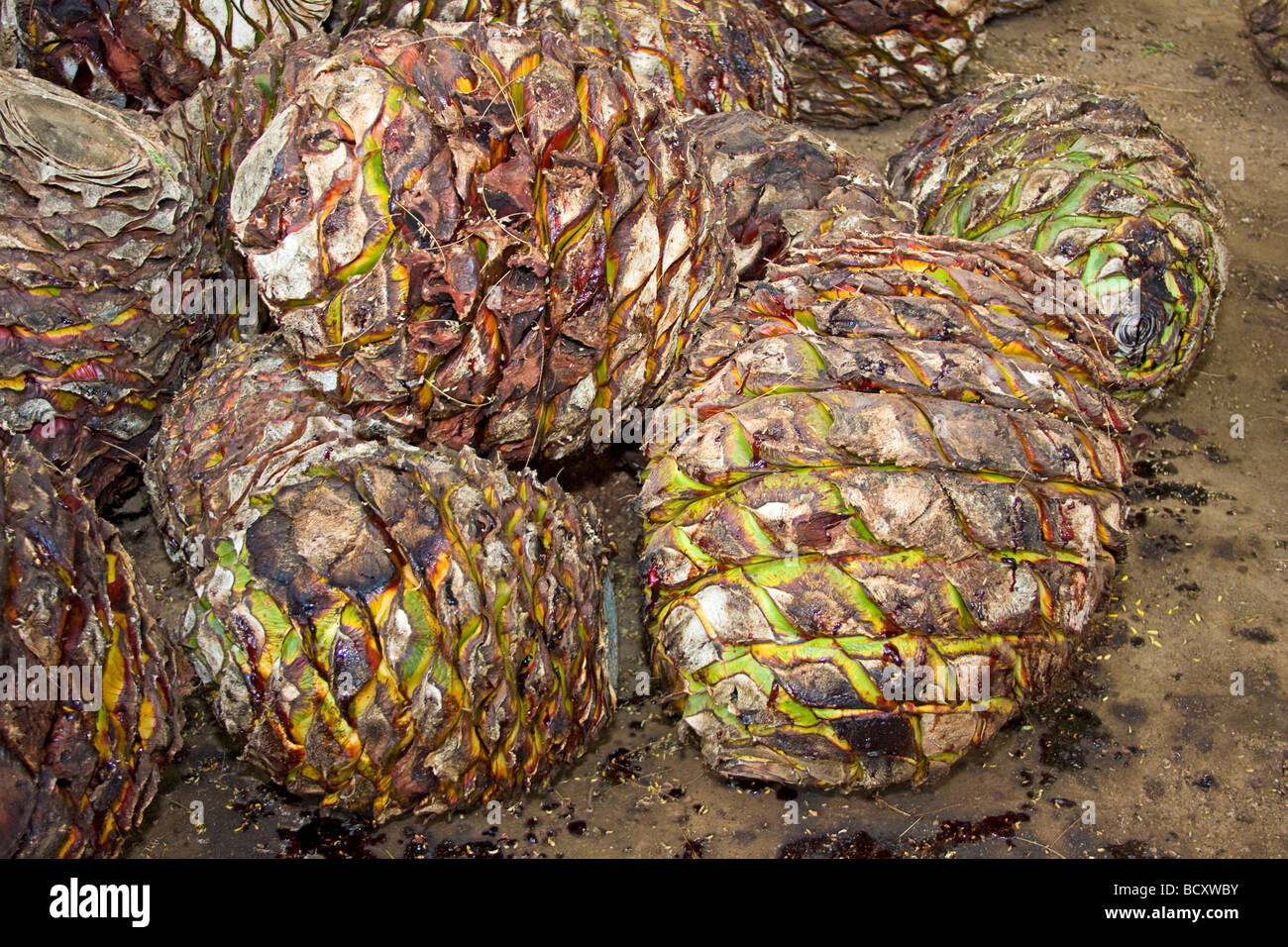 Blue Agave Pineapple