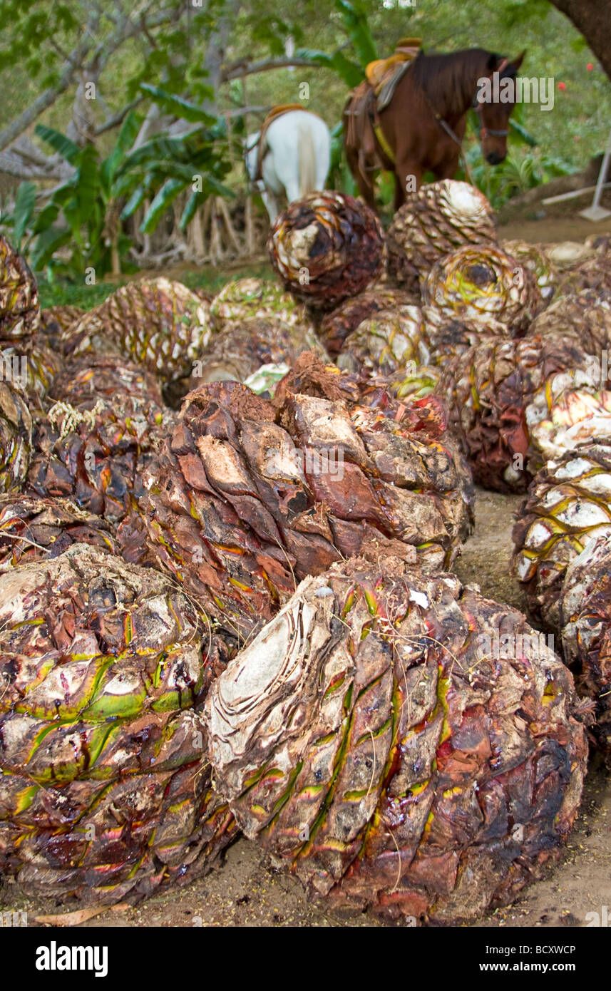 Blue Agave Pineapple