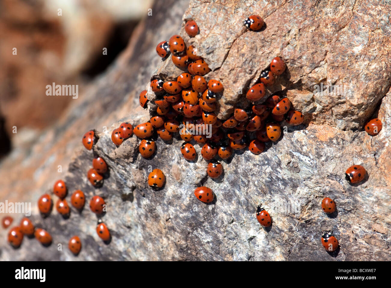 Swarm ladybirds hi-res stock photography and images - Alamy