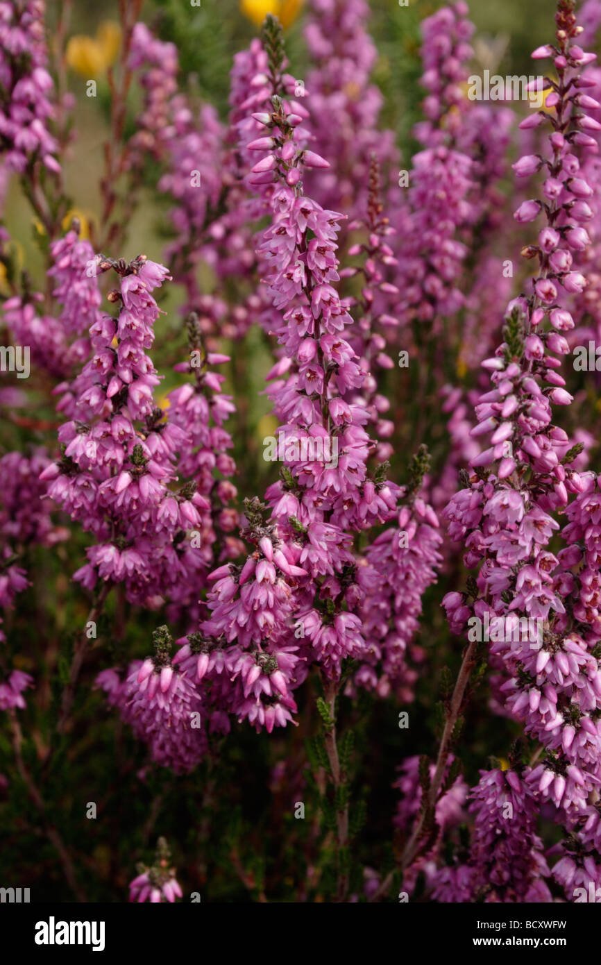 Heather or ling hi-res stock photography and images - Alamy