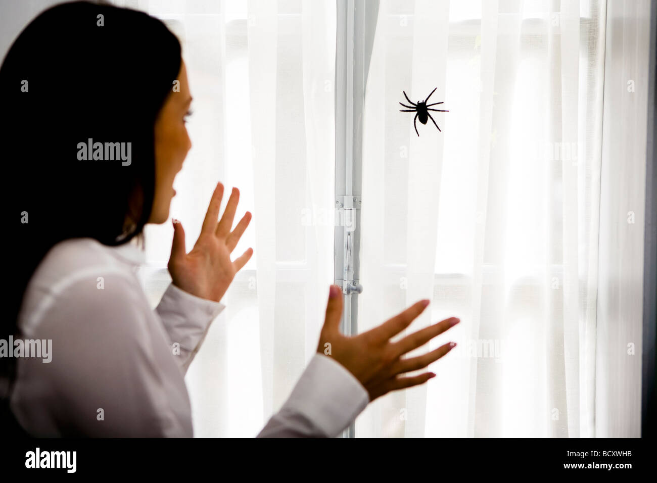 spider on the window Stock Photo - Alamy