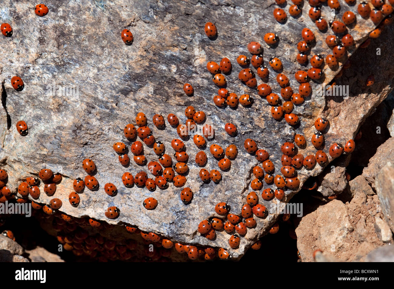 Swarm ladybirds hi-res stock photography and images - Alamy