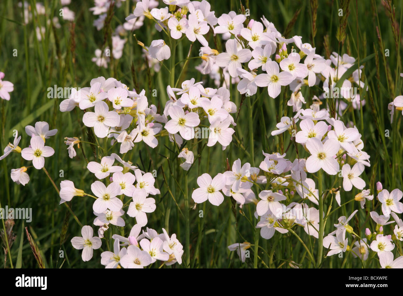 Cuckooflower Cardamine pratensis Brassicaceae UK Stock Photo - Alamy