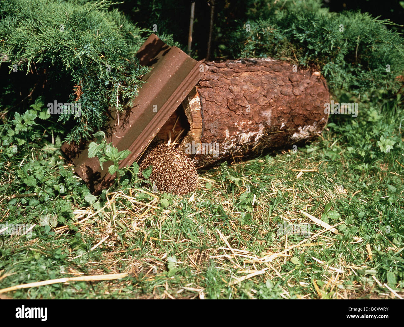 Hedgehog hole hi-res stock photography and images - Alamy