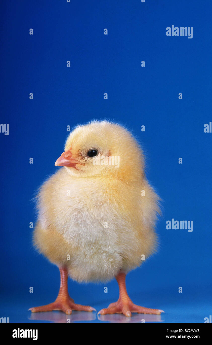 Domestic Chicken. Hatchling standing, studio picture against a blue ...