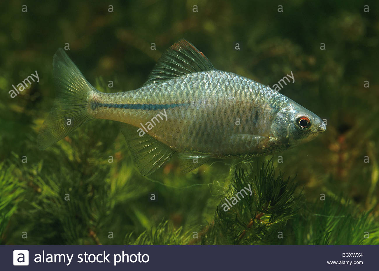 Bitterling Rhodeus Sericeus Stock Photos & Bitterling Rhodeus Sericeus ...