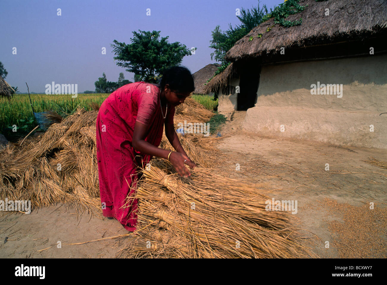 Ganges delta farm hi-res stock photography and images - Alamy