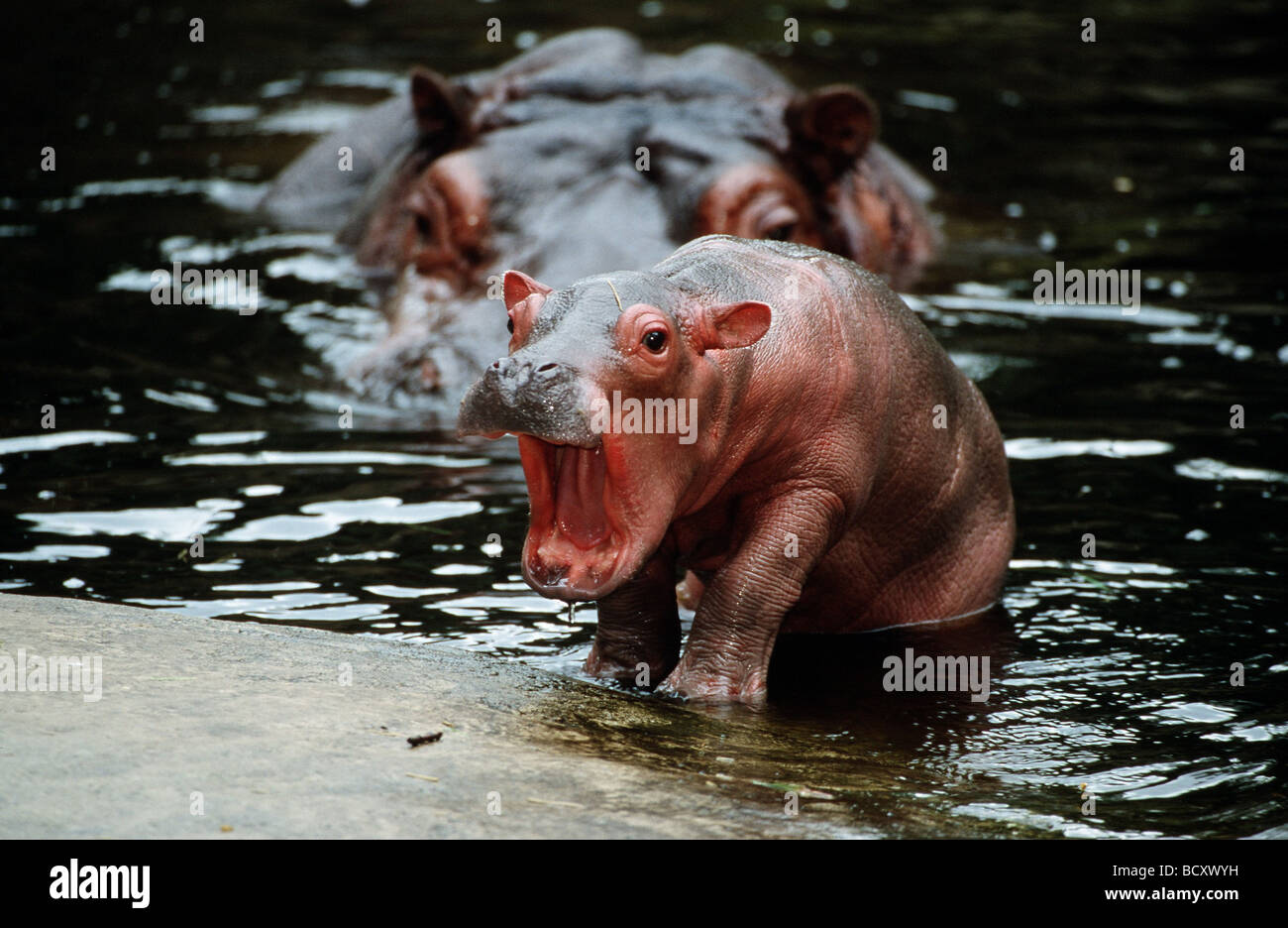 Hippopotamus (Hippopotamus amphibius), Young climbing out of water with ...