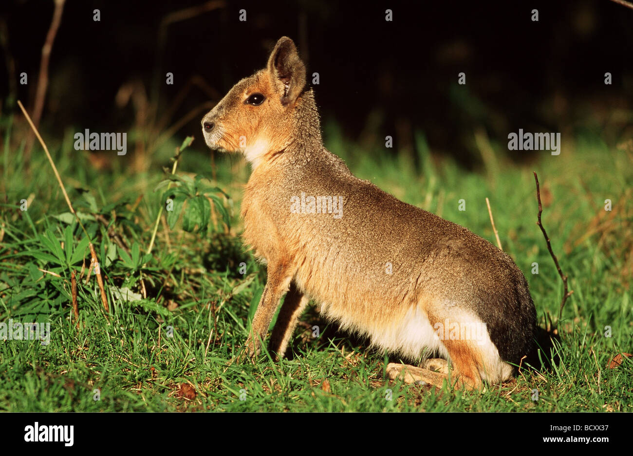 Patagonian cavy / Dolichotis patagonum Stock Photo - Alamy