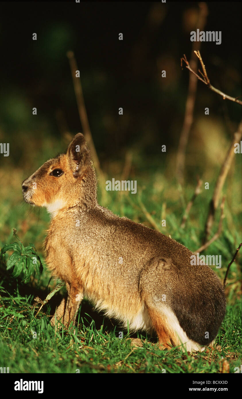 Patagonian cavy / Dolichotis patagonum Stock Photo - Alamy