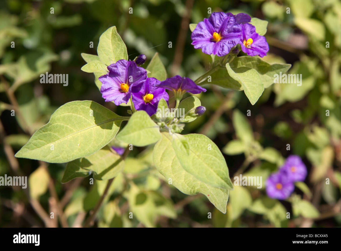 Solano bush (solanum rantonnetii) flowering in Cyprus Stock Photo - Alamy