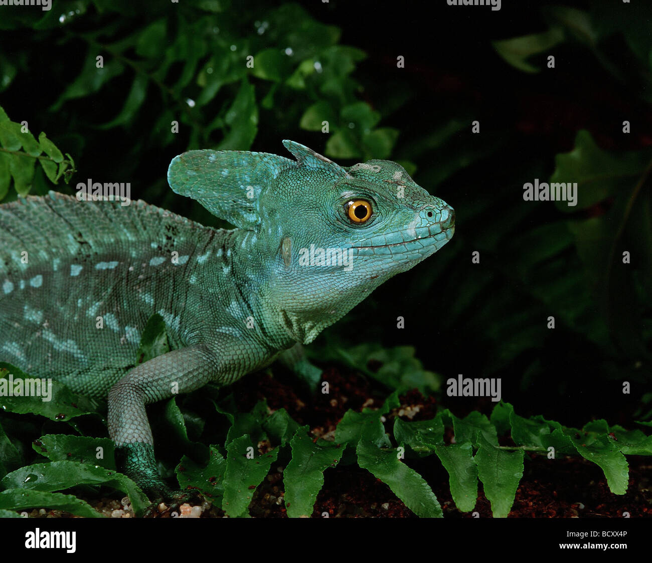 basiliscus plumifrons / green basilisk Stock Photo - Alamy