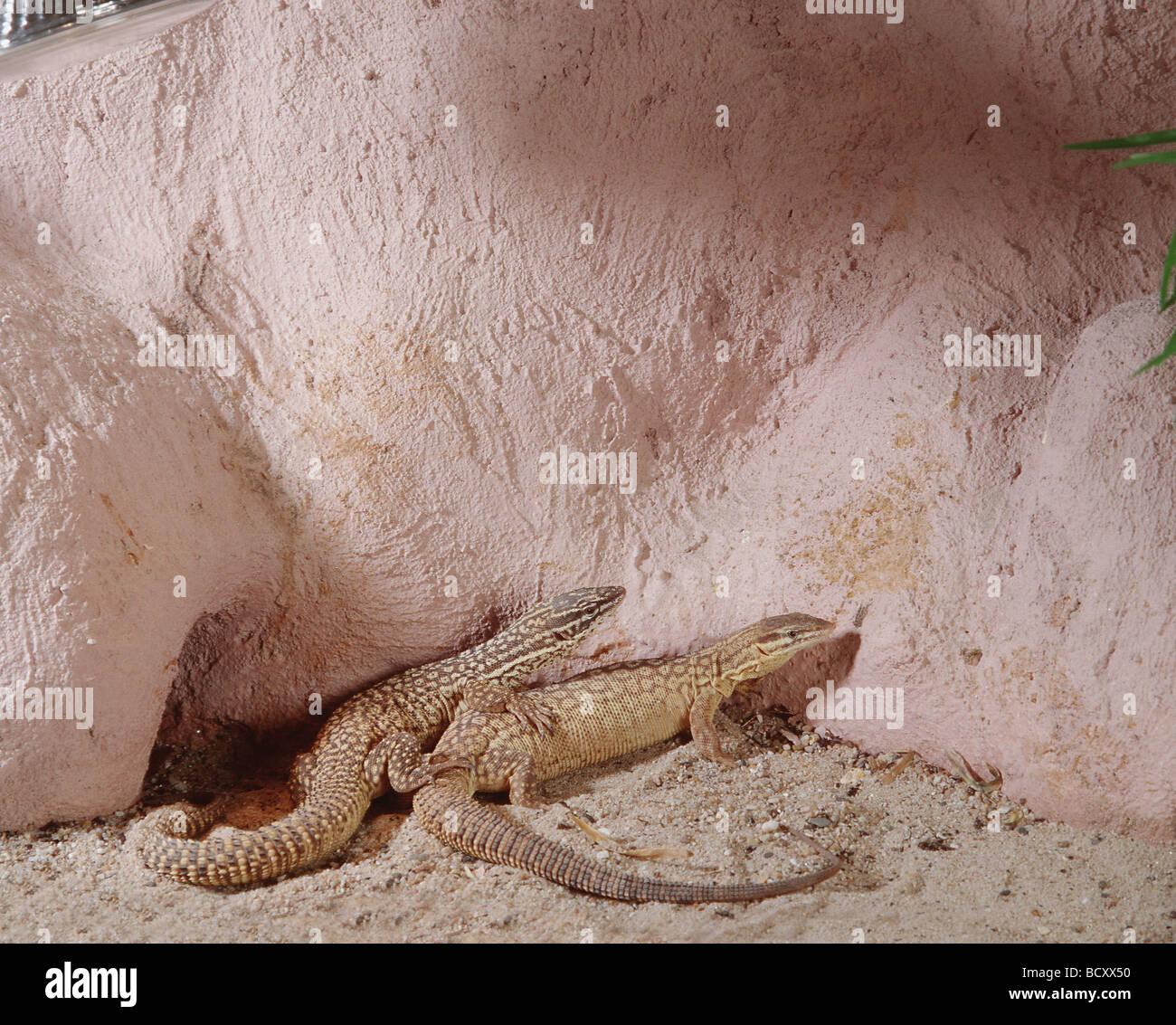 Varanus acanthurus hi-res stock photography and images - Alamy