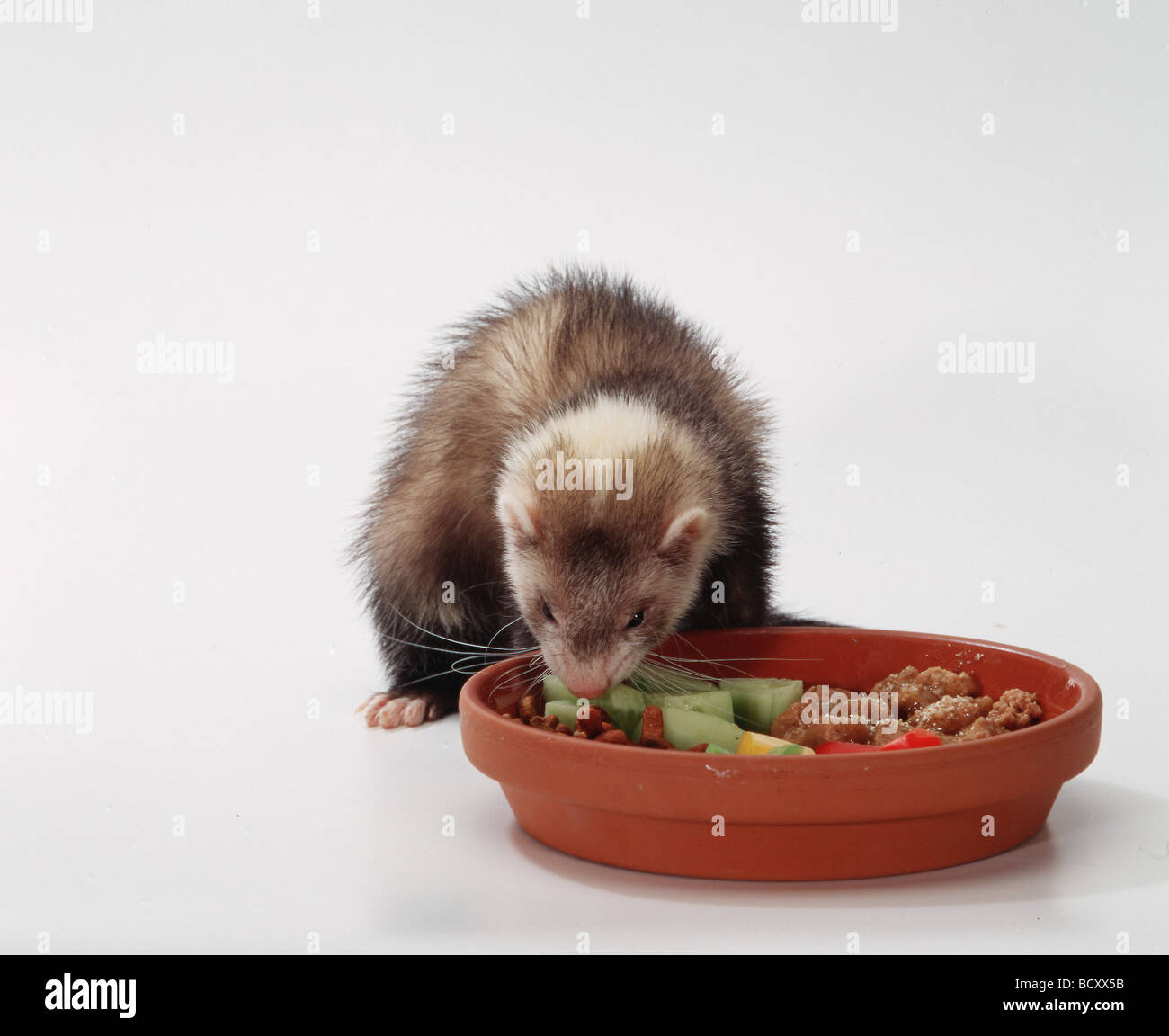 Polecat eating hi-res stock photography and images - Alamy