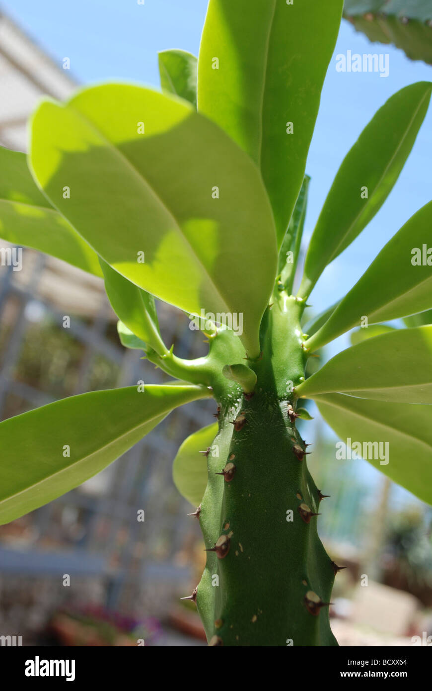 Euphorbia Neriifolia Cristata Indian spurgetree or hedge euphorbia ...