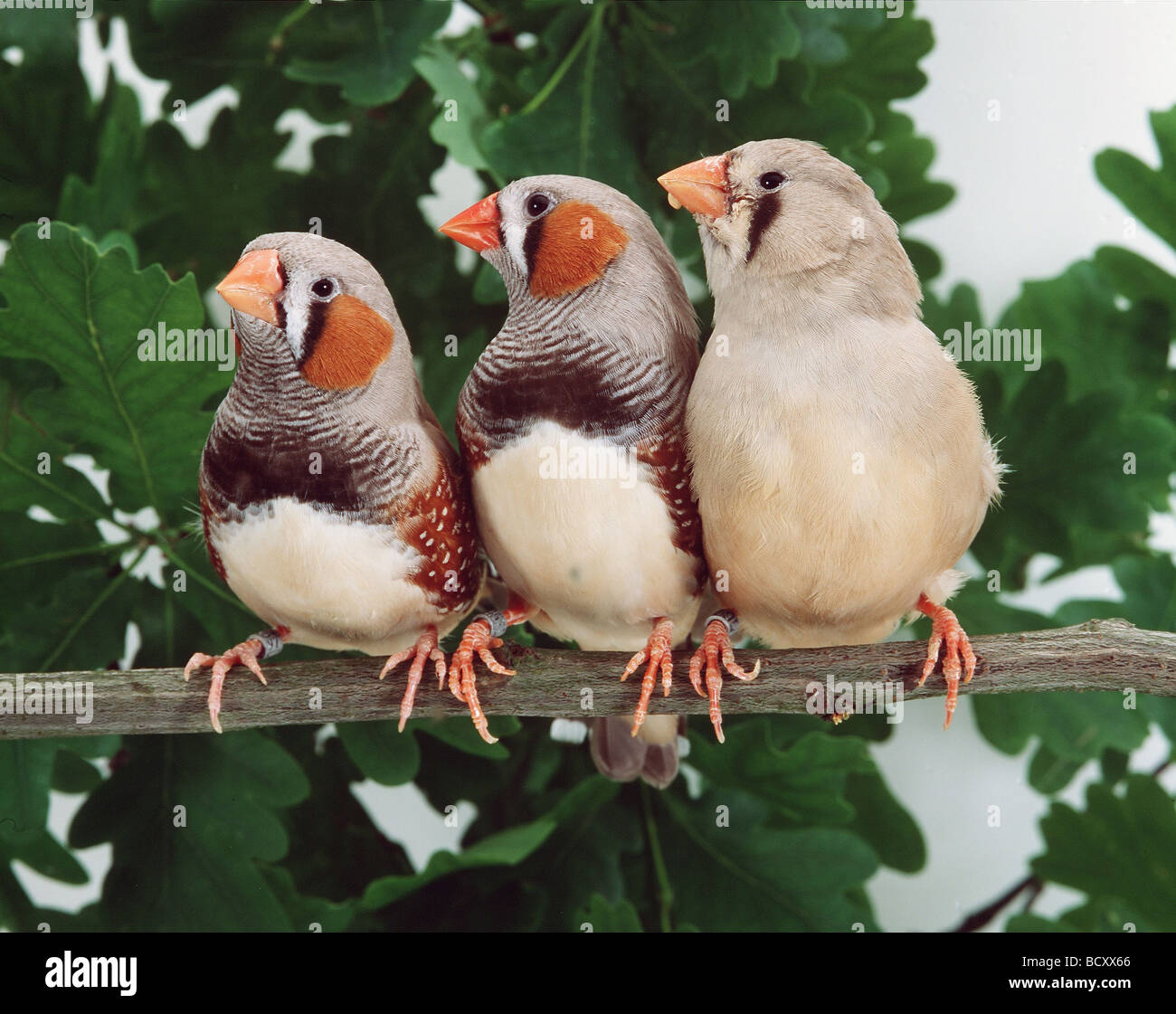 poephila guttata / spotted-sided finch / zebra finch Stock Photo - Alamy