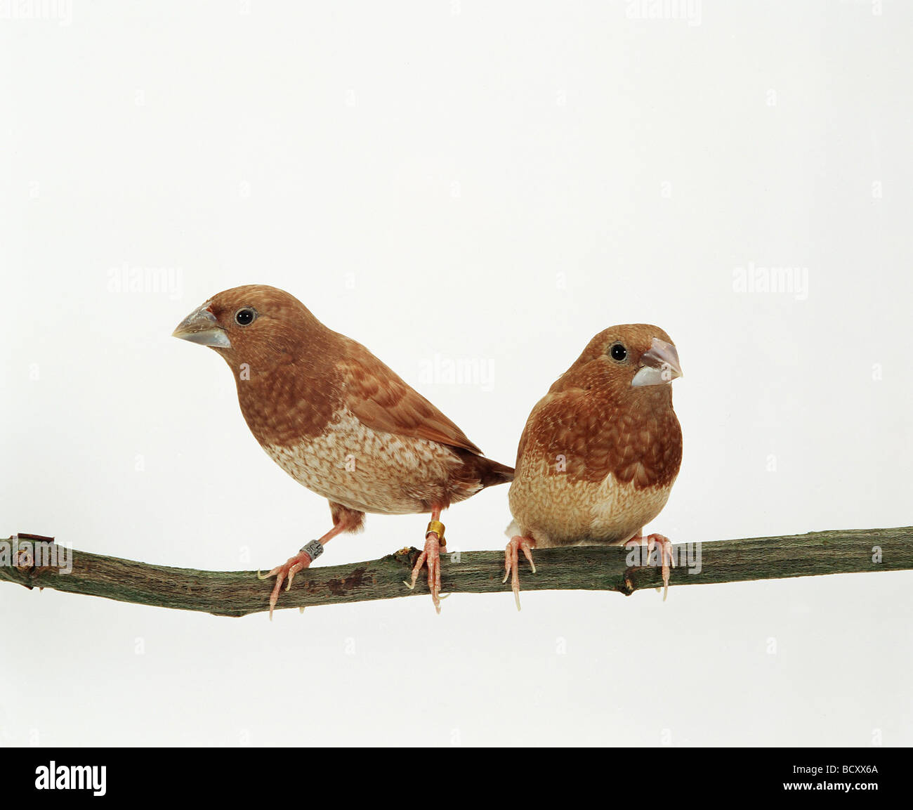 Society Finch Mutations