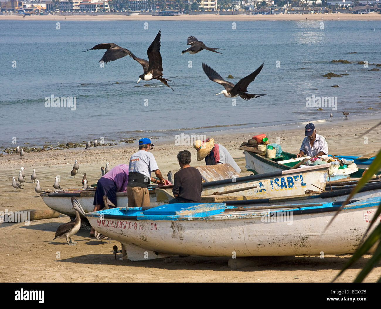 Fishermen clean fresh fish in the morning while pelicans crowd in for ...