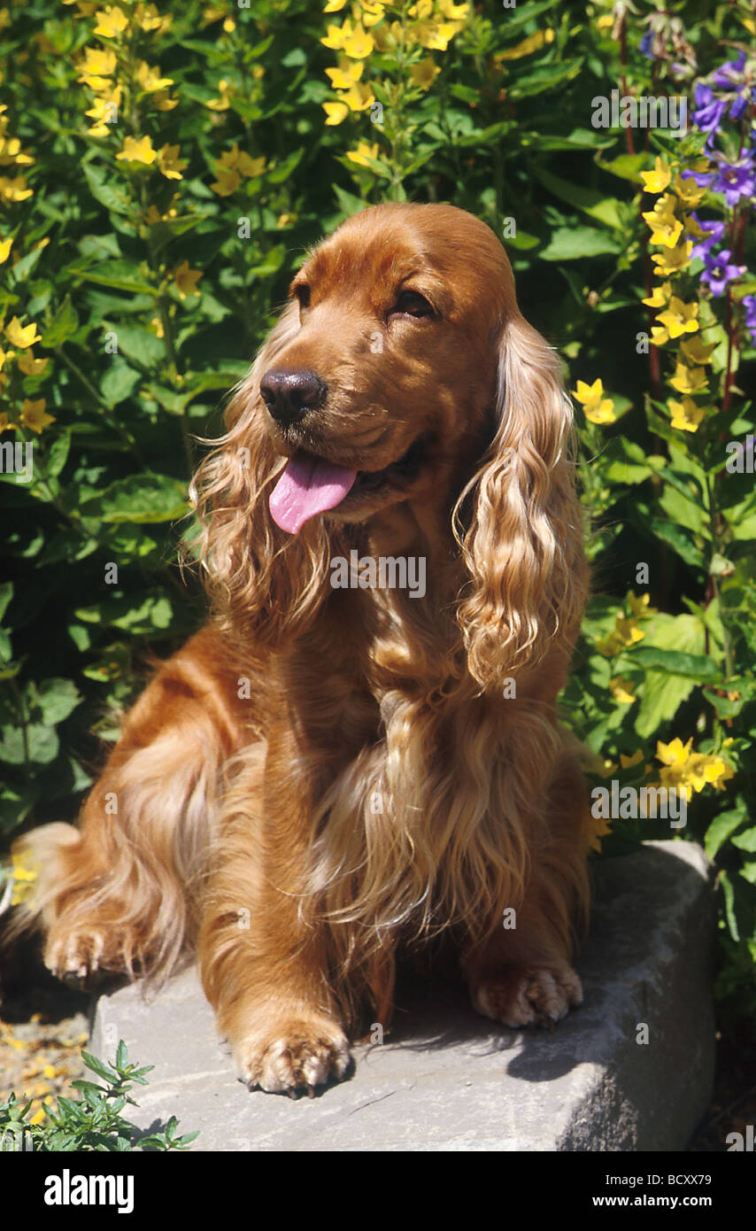 Golden English Cocker Spaniel sitting in a garden Stock Photo - Alamy