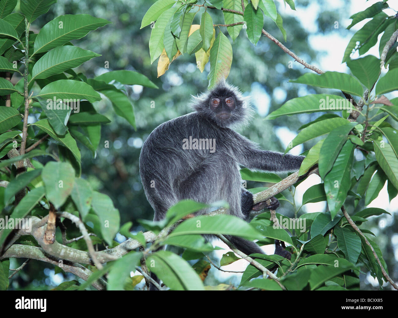 Presbytis melalophos hi-res stock photography and images - Alamy