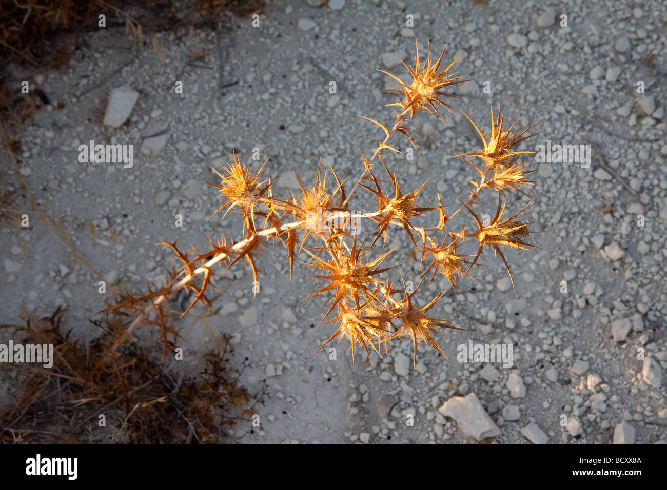 Cyprian leaves hi-res stock photography and images - Alamy