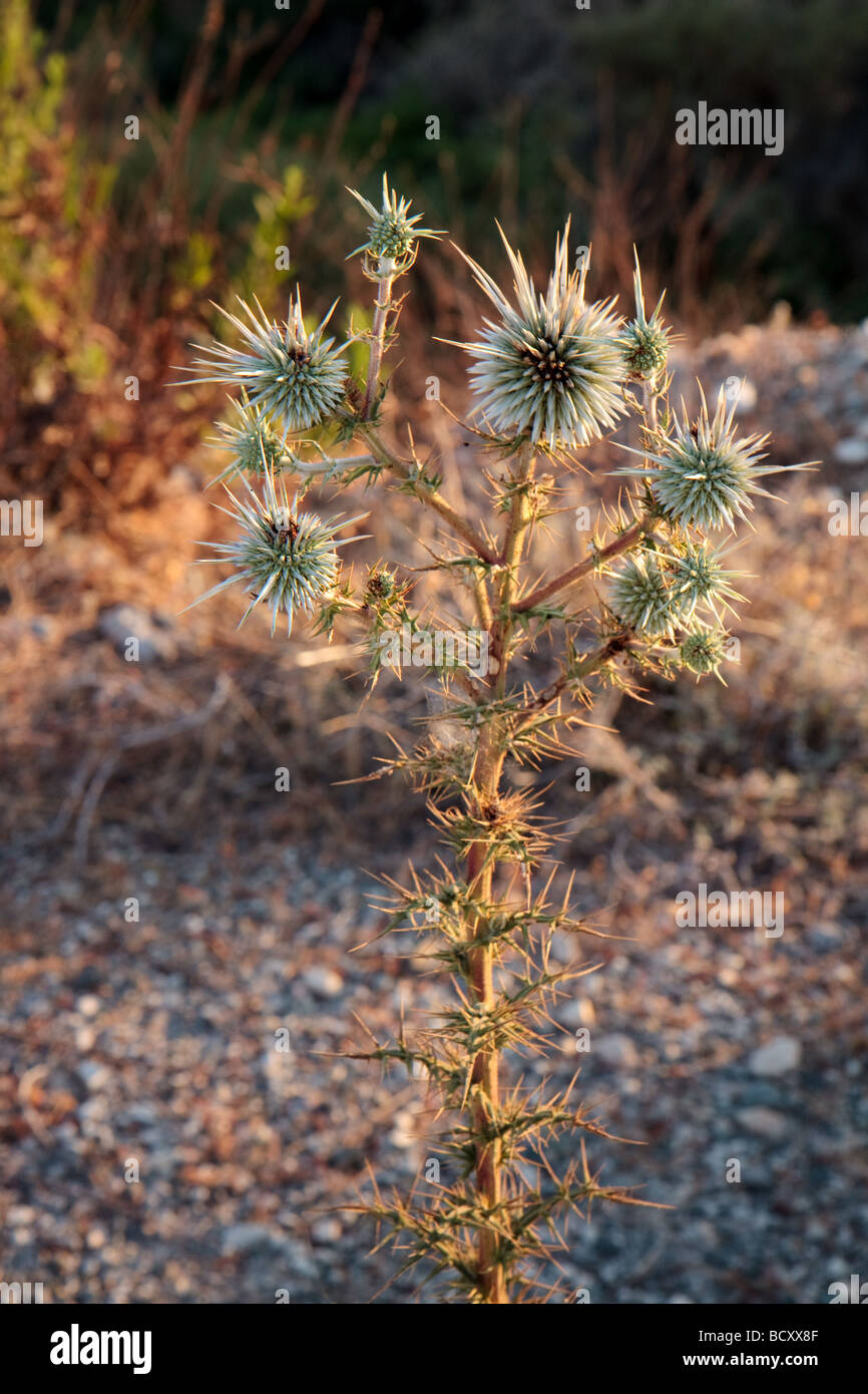 Cyprian leaves hi-res stock photography and images - Alamy