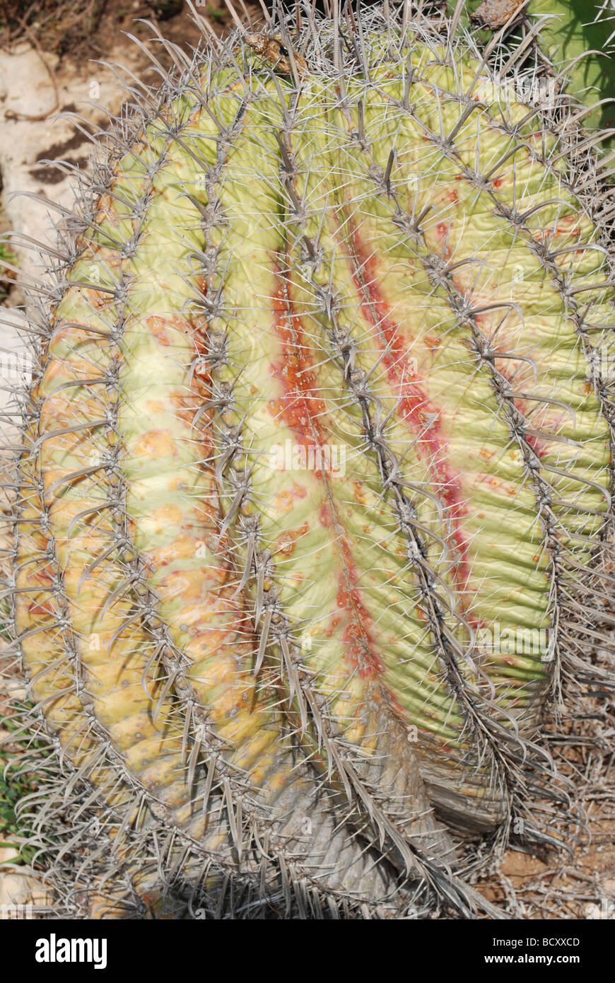 Ferocactus wislizeni the Fishhook Barrel Cactus also called Arizona ...