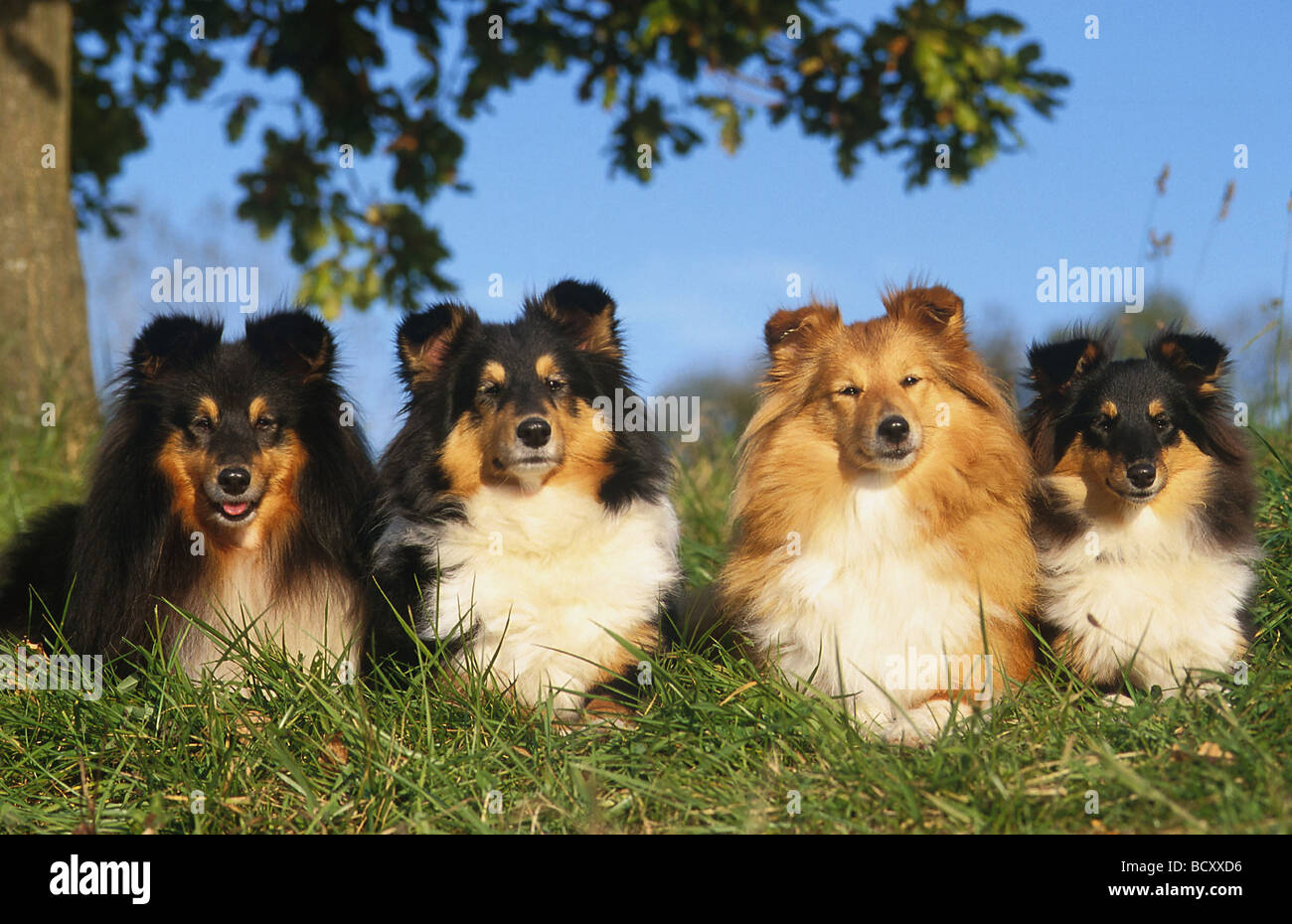 Four shelties hi-res stock photography and images - Alamy