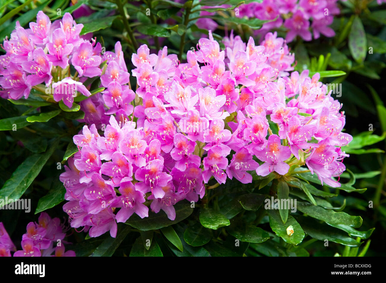 Pink rhododendron flower Stock Photo - Alamy