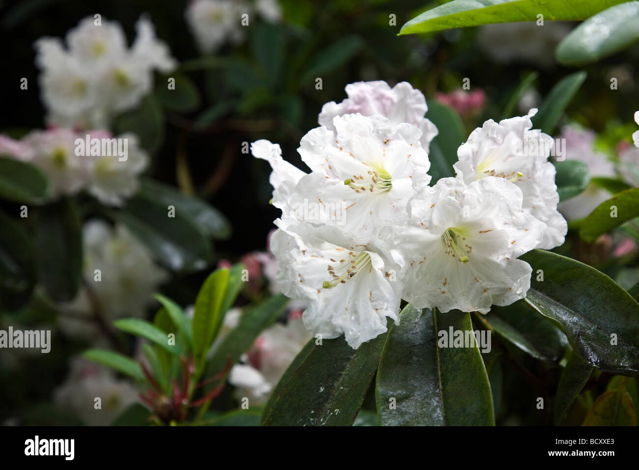 White rhododendron flower Stock Photo - Alamy