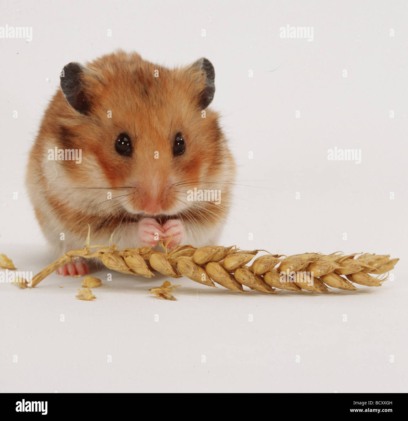 Hamster and cheeks hi-res stock photography and images - Alamy