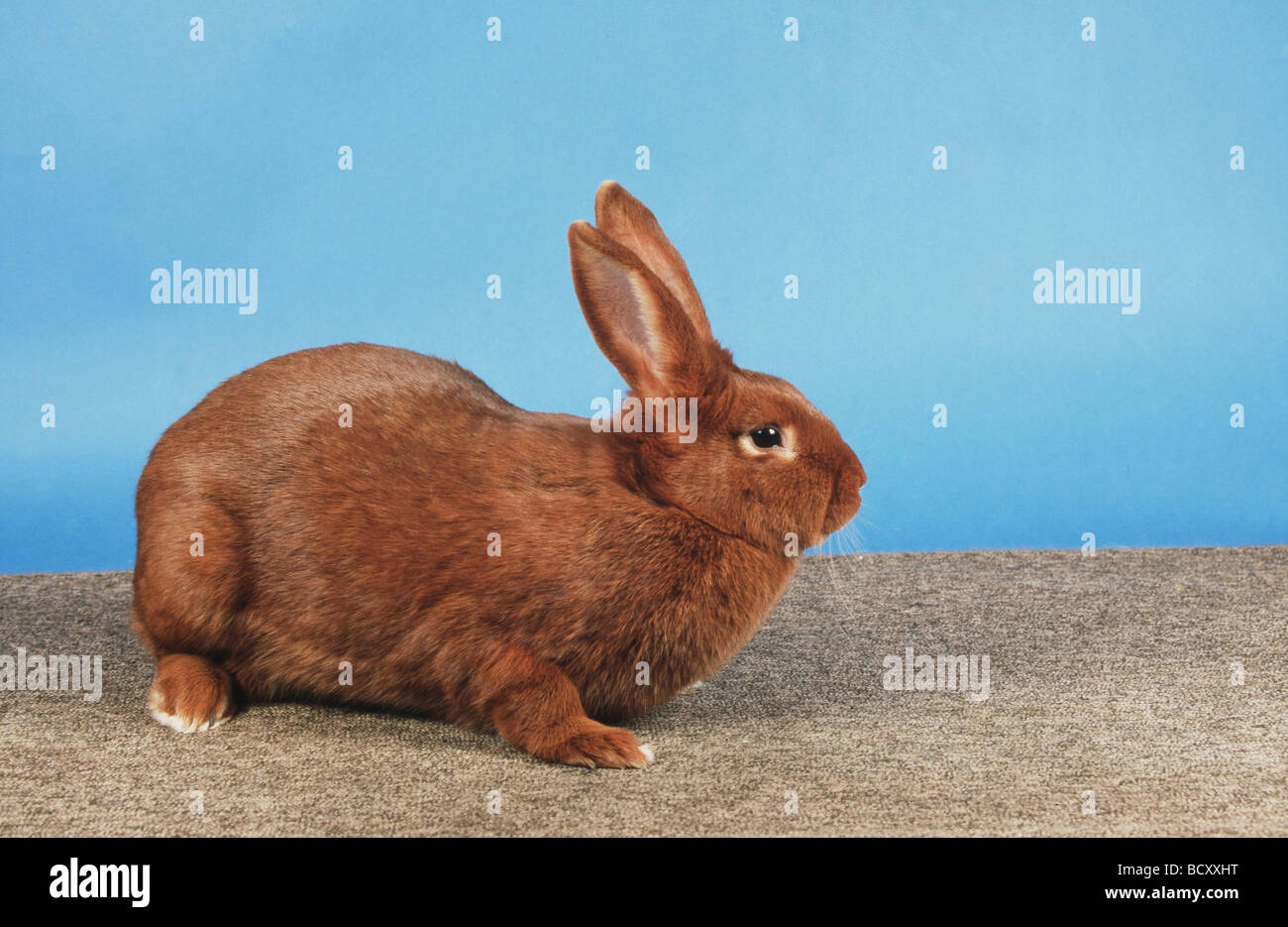 red New Zealand rabbit - cut out Stock Photo - Alamy