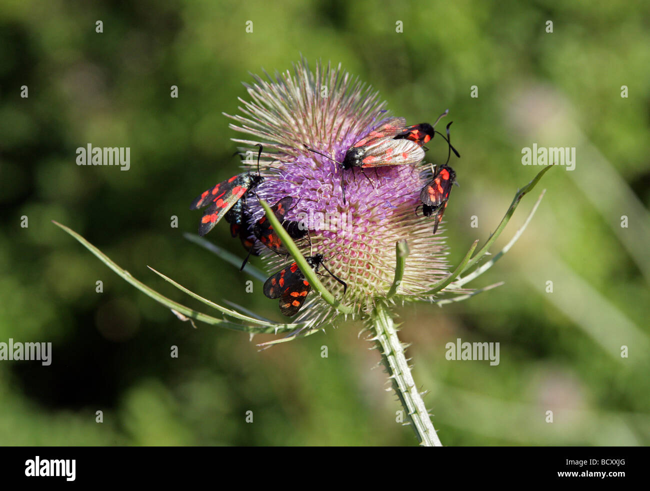 Six Spot Burnet Moths, Zygaena filipendulae, Zygaenidae, Lepidoptera ...
